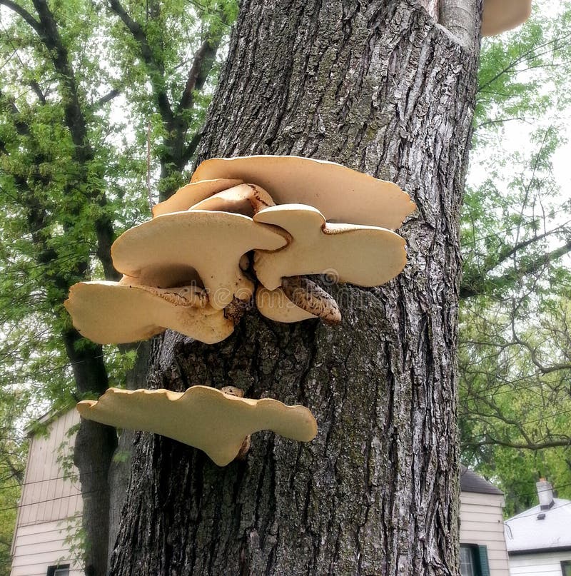 Mushroom Clusters Growing on a Tree Stock Photo - Image of plant ...