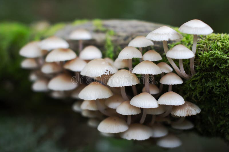 Mushroom Colony Sprouting from Mossy Log Stock Photo - Image of small ...