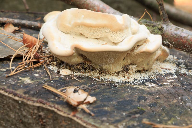 Mushroom - Common Root Sponge PHELLINUS IGNIARIUS Stock Image - Image ...