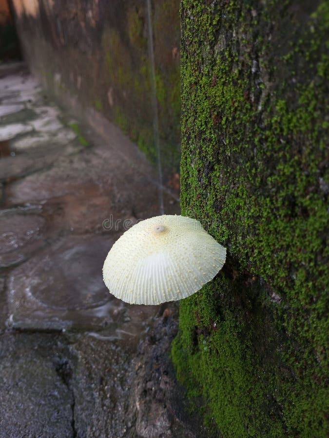 Mushroom the Conspicuous Umbrella Jamur Stock Photo - Image of ...