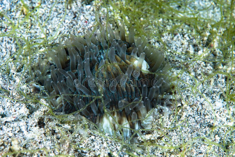 Mushroom Coral Genus Cycloseris Stock Photo - Image of biodiversity ...