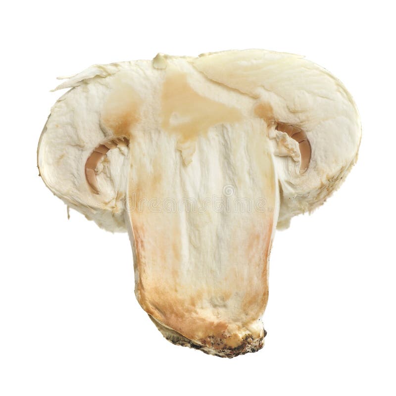 Agaricus Section Under the Microscope Stock Image - Image of fungi ...