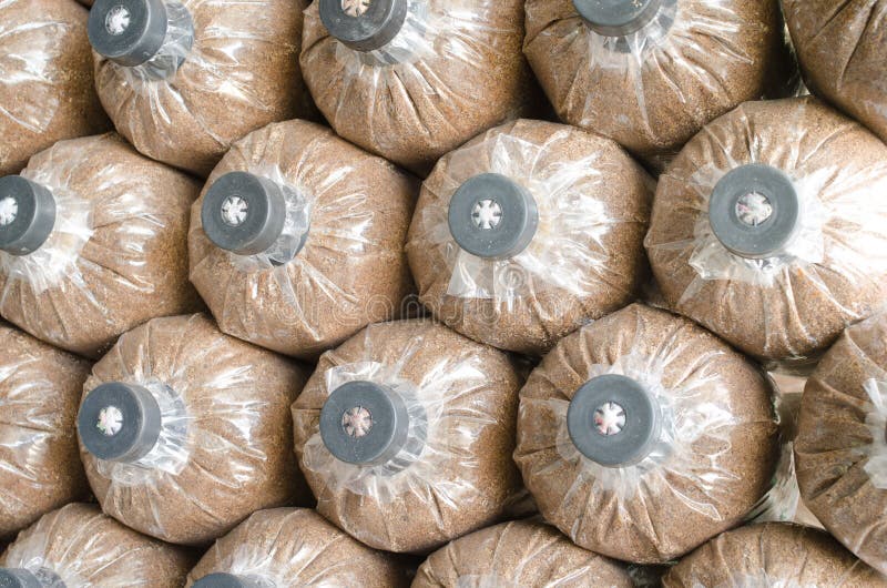 Mushroom stock image. Image of fungi, cube, natural, phoenix - 70657111