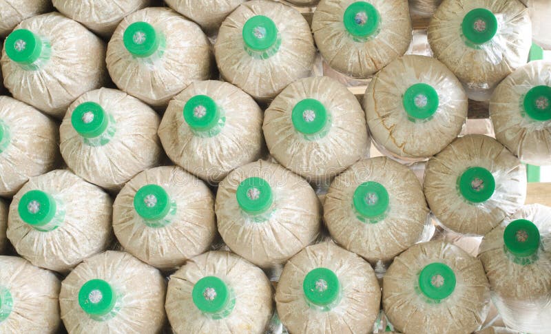 Mushroom stock photo. Image of agriculture, nutrition - 70657454