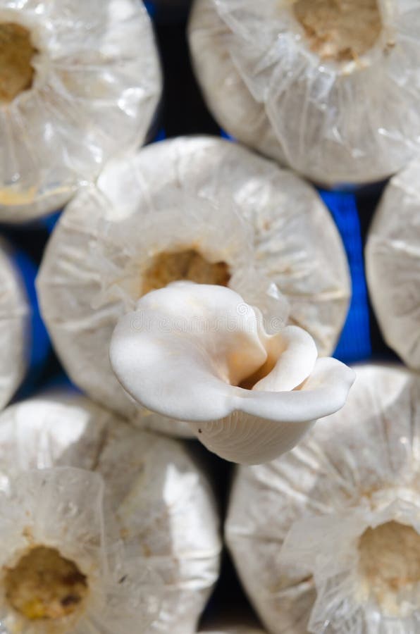 Mushroom stock image. Image of vegetable, fungi, healthy - 70657693