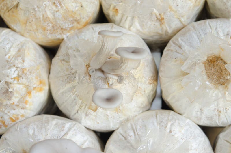 Mushroom stock image. Image of nutrition, ingredient - 70658473