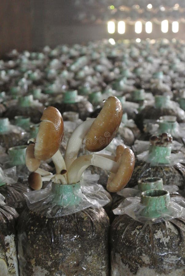 Mushroom Cultivation, Growing in Mushroom Farm Stock Photo - Image of ...