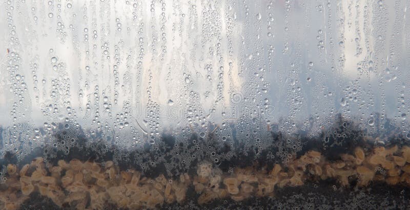 Mushroom Cultivation at Home. Colonization of the Substrate with ...