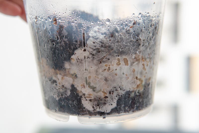 Mushroom Cultivation at Home. Colonization of the Substrate with ...