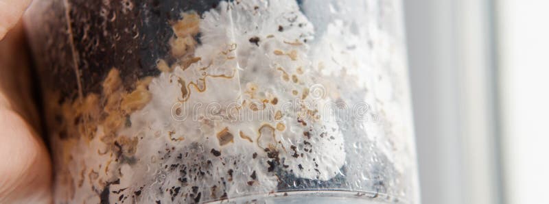 Mushroom Cultivation at Home. Colonization of the Substrate with ...