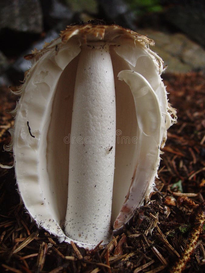 Mushroom cut in half stock photo. Image of mycology, stalk - 1493192