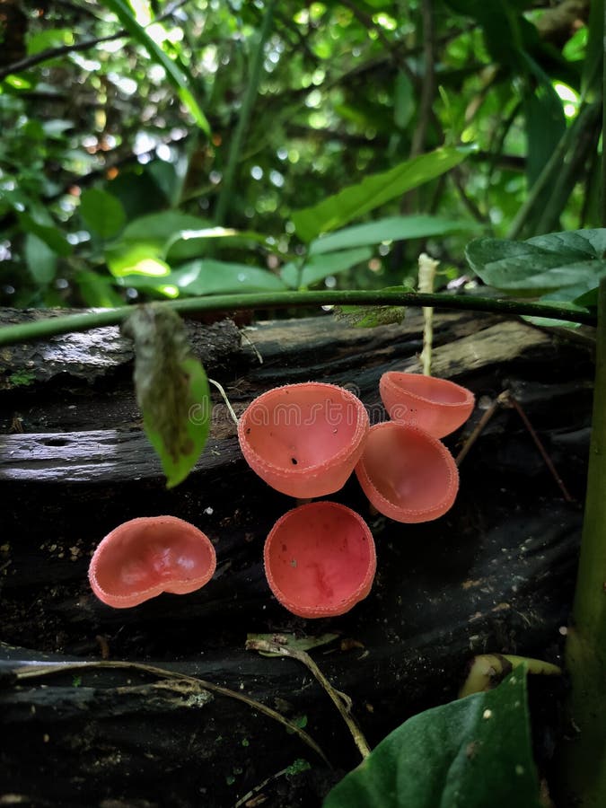 Mushroom Cute Tiny Red Color Stock Photo - Image of woodland, forest ...