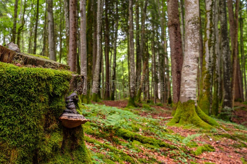 Mushroom a Dead Tree Trunk with Moss in a Beech Forest Stock Image ...