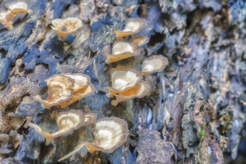 Mushroom on a Decay Timber in Rainforest Stock Image - Image of ...