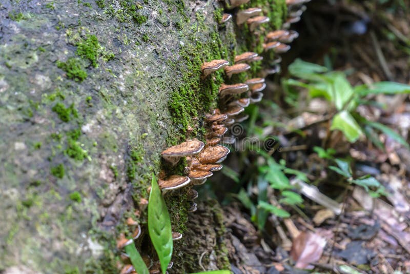 Mushroom on a Decay Timber in Rainforest Stock Photo - Image of flora ...