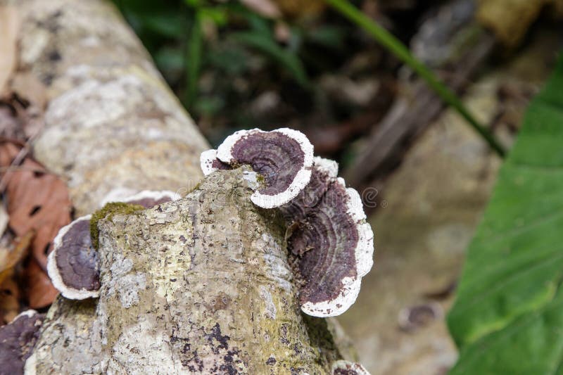Mushroom on a decay timber stock photo. Image of wood - 69686884