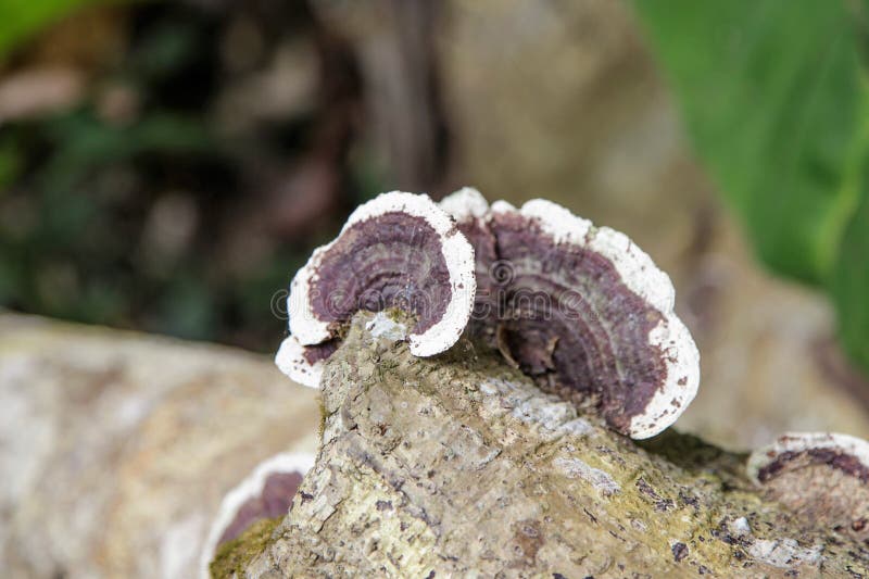 Mushroom on a decay timber stock photo. Image of wood - 69686884