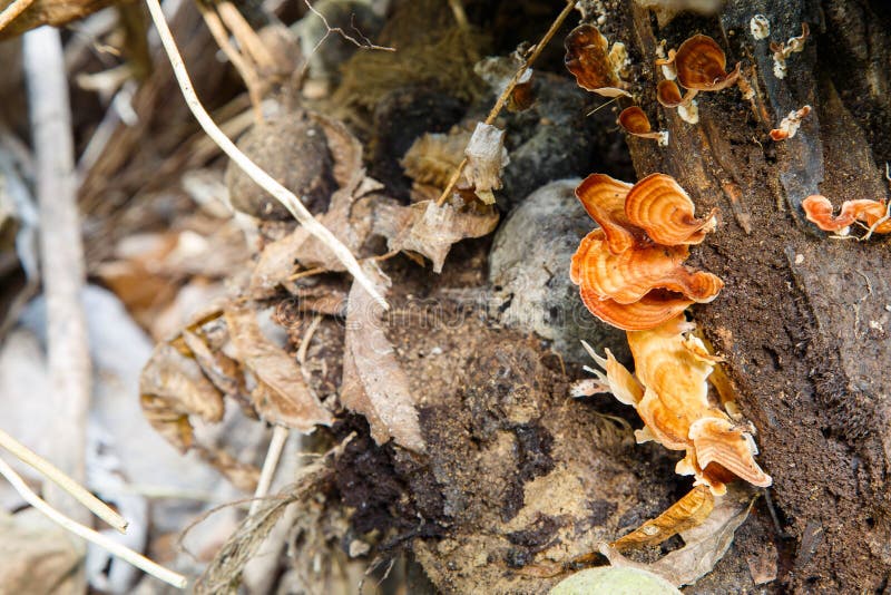 Mushroom on a decay timber stock image. Image of rainforest - 69686889