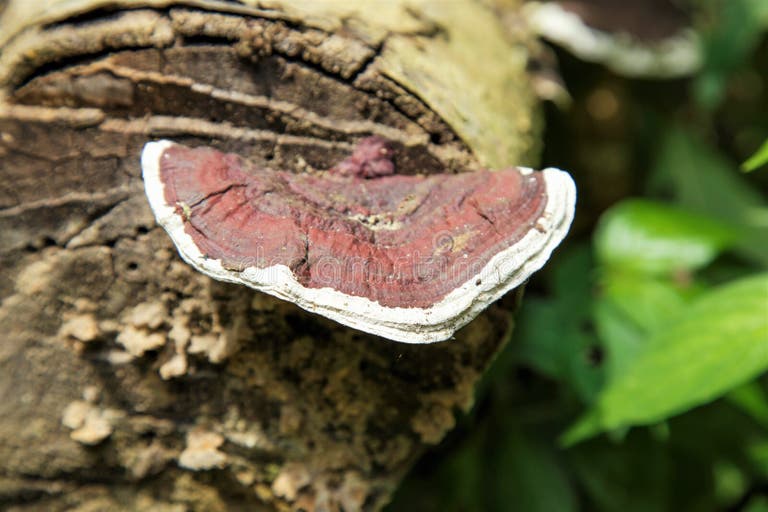 Mushroom on a Decayed Timber Stock Image - Image of natural, damp: 69686911