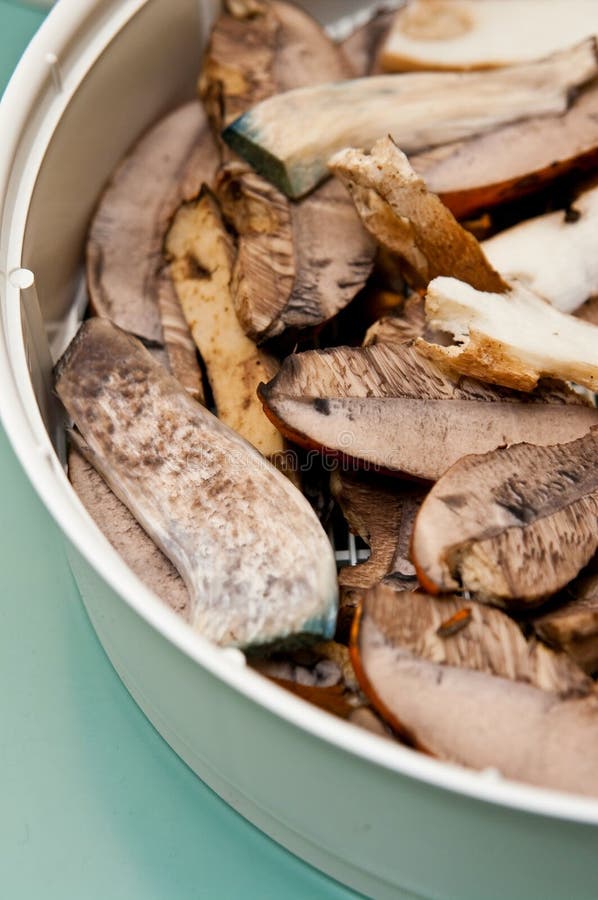 Mushroom drying machine stock photo. Image of dried, dries - 43876690