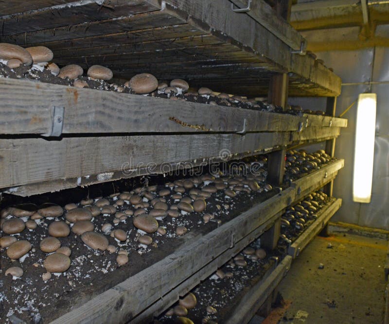 929 Button Mushroom Farm Stock Photos - Free & Royalty-Free Stock ...