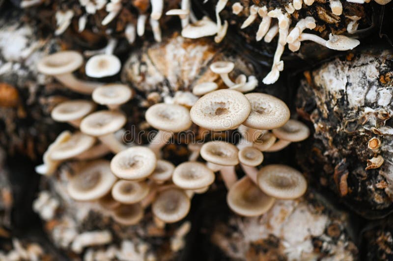 Mushroom Farm with Fresh Mushroom Growing on Mushroom Spawn - Lentinus ...