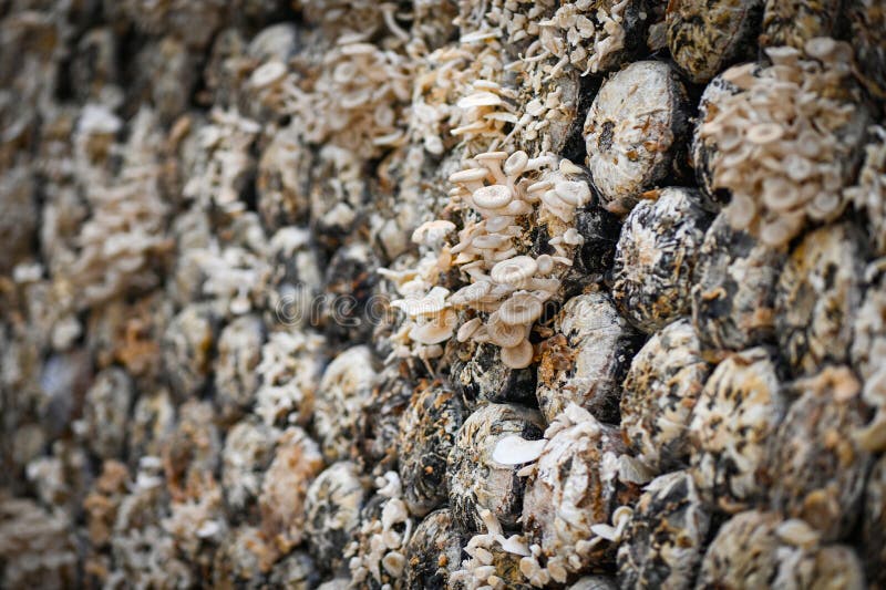 Mushroom Farm with Fresh Mushroom Growing on Mushroom Spawn - Lentinus ...