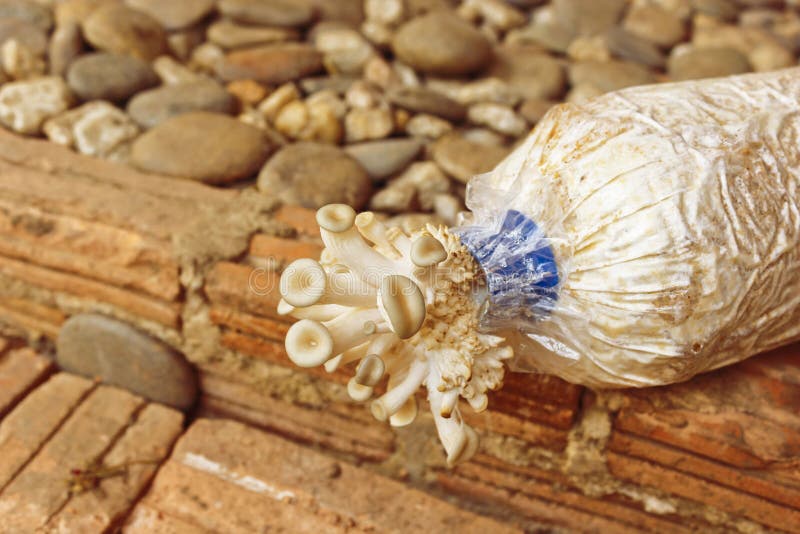 Mushroom in the farm stock photo. Image of healthy, diet - 70108624