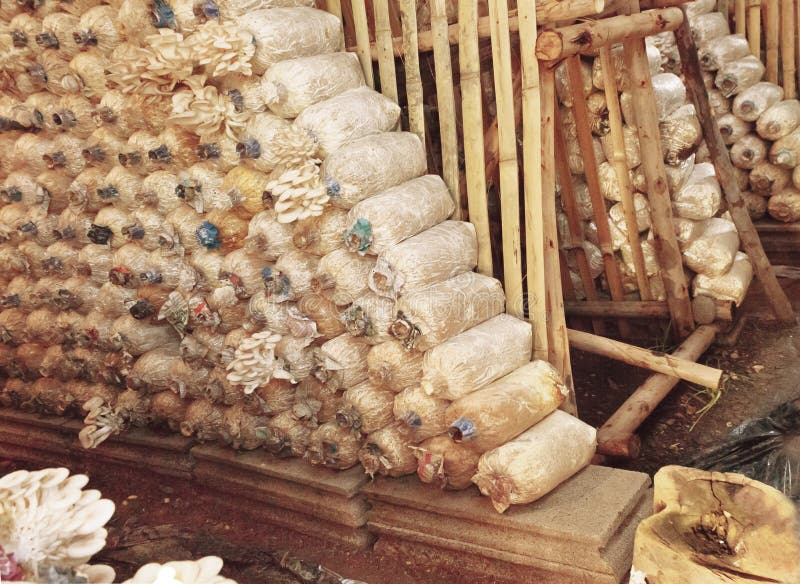 Mushroom in the farm stock image. Image of chinese, grey - 70108635