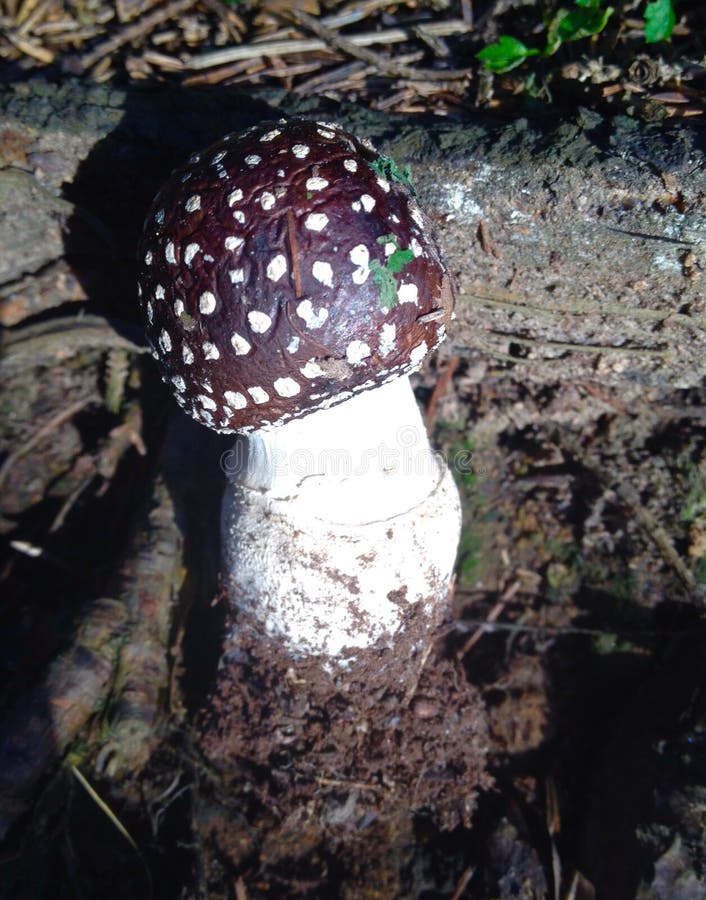 The First Mushroom in the Spring Forest Stock Image - Image of rest ...