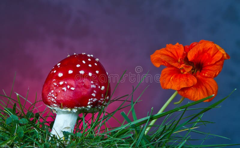 Mushroom and flower stock image. Image of amanite, blossom - 29335317
