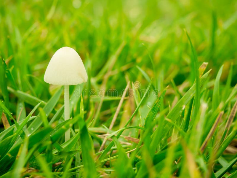 Mushroom in the Foggy Morning Stock Image - Image of smiling, nature ...