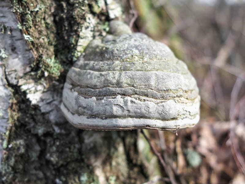 Mushroom Fomes Fomentarius Close-up on a Tree Stock Photo - Image of ...