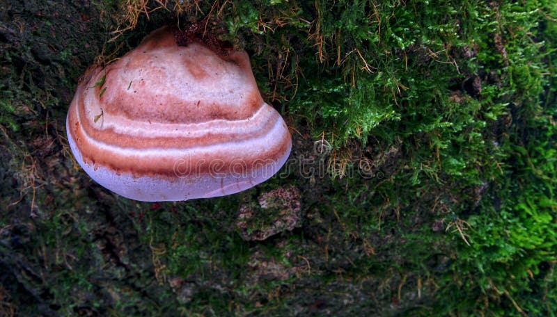Mushroom stock photo. Image of moss, fomitopsis, tree - 138399190
