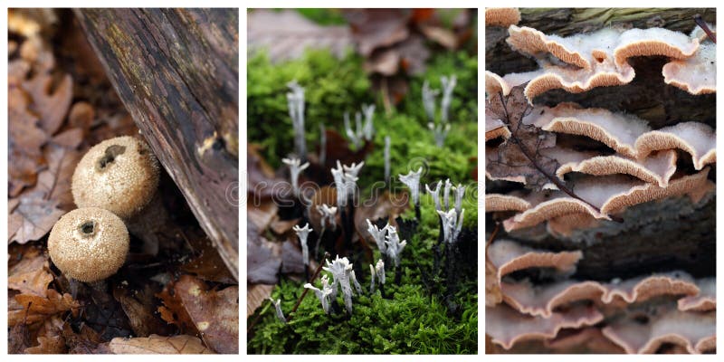 Mushroom in forest stock image. Image of forest, outdoors - 22468043