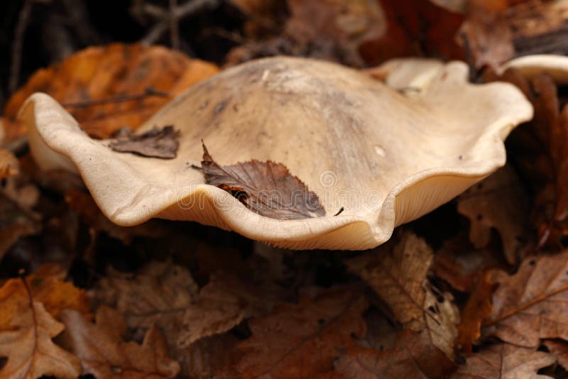 Mushroom in forest stock image. Image of forest, outdoors - 22468043