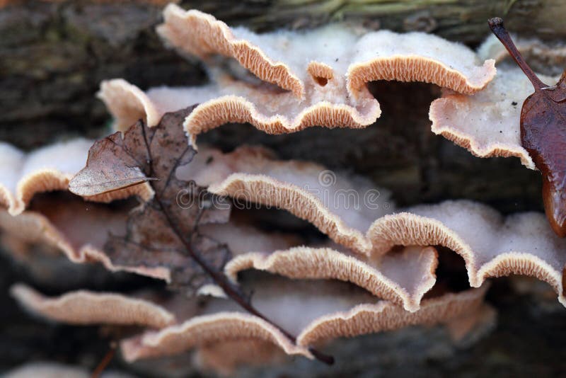 Mushroom in forest stock image. Image of forest, outdoors - 22468043