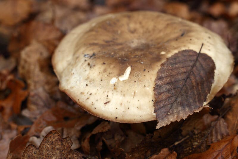 Mushroom in forest stock image. Image of forest, outdoors - 22468043