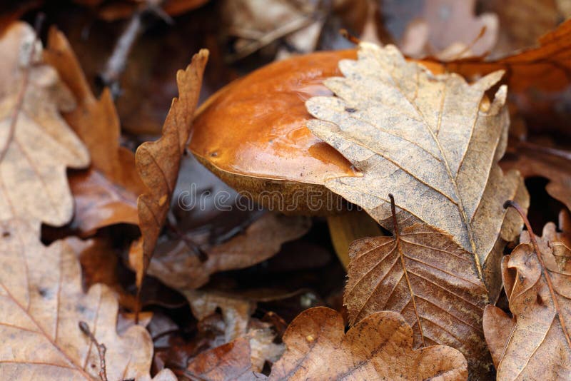 Mushroom in forest stock image. Image of forest, outdoors - 22468043