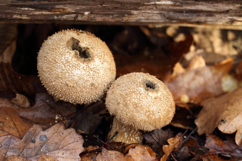 Mushroom in forest stock image. Image of forest, outdoors - 22468043