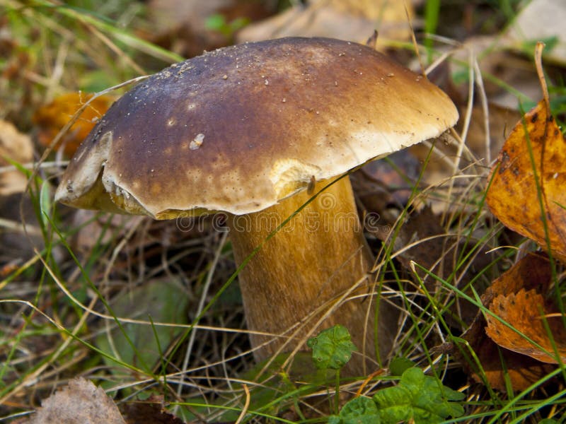 Mushroom in forest, Cepe stock image. Image of natural - 27621155