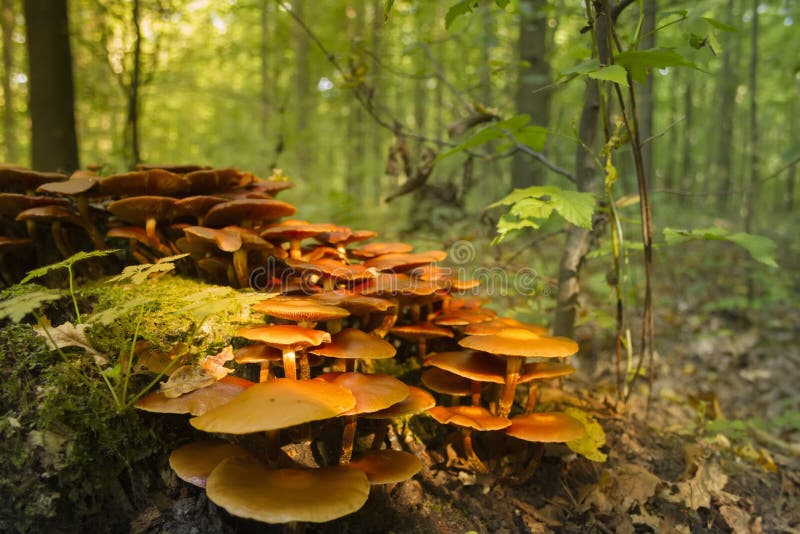Mushroom in forest stock photo. Image of plant, colorful - 44652194