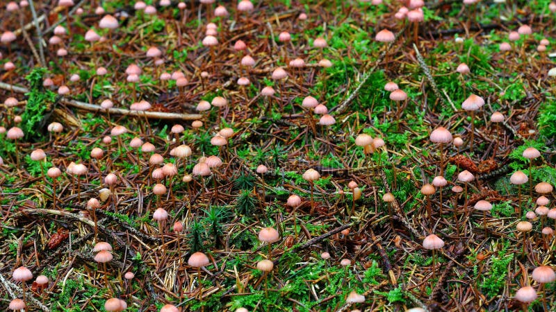 Mushroom Growth Spread on Decaying Wood, Fall Season Nature Details ...