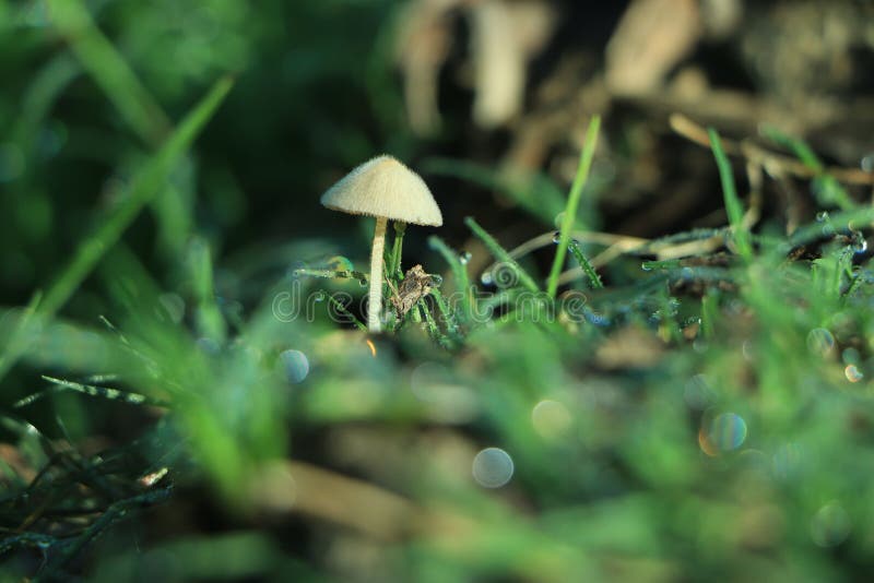 Mushroom in Forest with Soft Morning Light Stock Photo - Image of macro ...