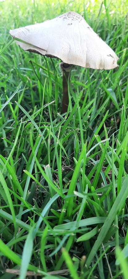 Mushroom friend stock photo. Image of nature, friends - 229459528