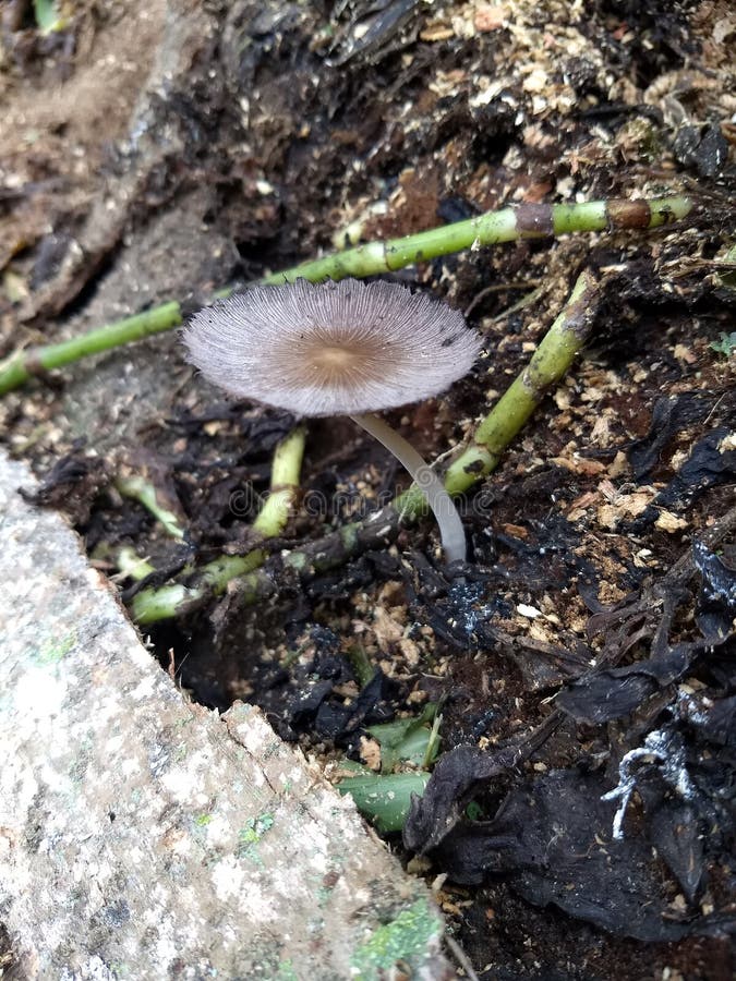 Mushroom stock photo. Image of decomposition, plant - 163170930