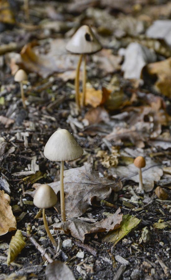 Mushroom stock photo. Image of punk, toadstool, agaricomycetes - 45563002