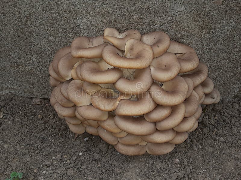 Mushroom Fungus Fungi stock photo. Image of fungus, soil - 260708782