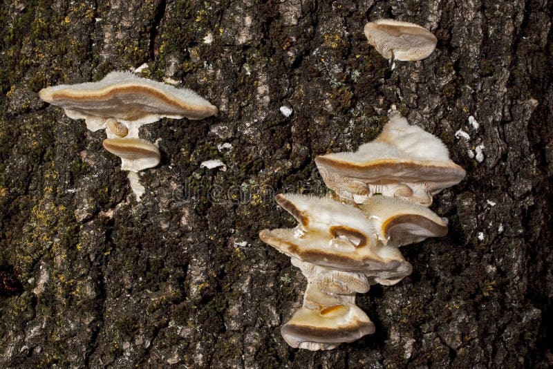 Mushroom, Fungus, Tree, Shelf, Forest Stock Image - Image of moss ...