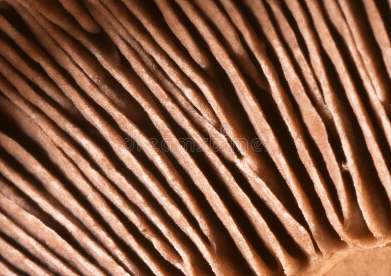 1,024 Pattern Mushroom Gills Stock Photos - Free & Royalty-Free Stock ...